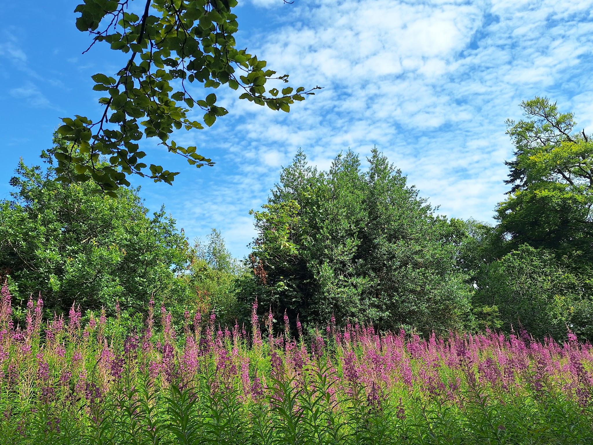 National Trust - Slindon Estate | Hopsa