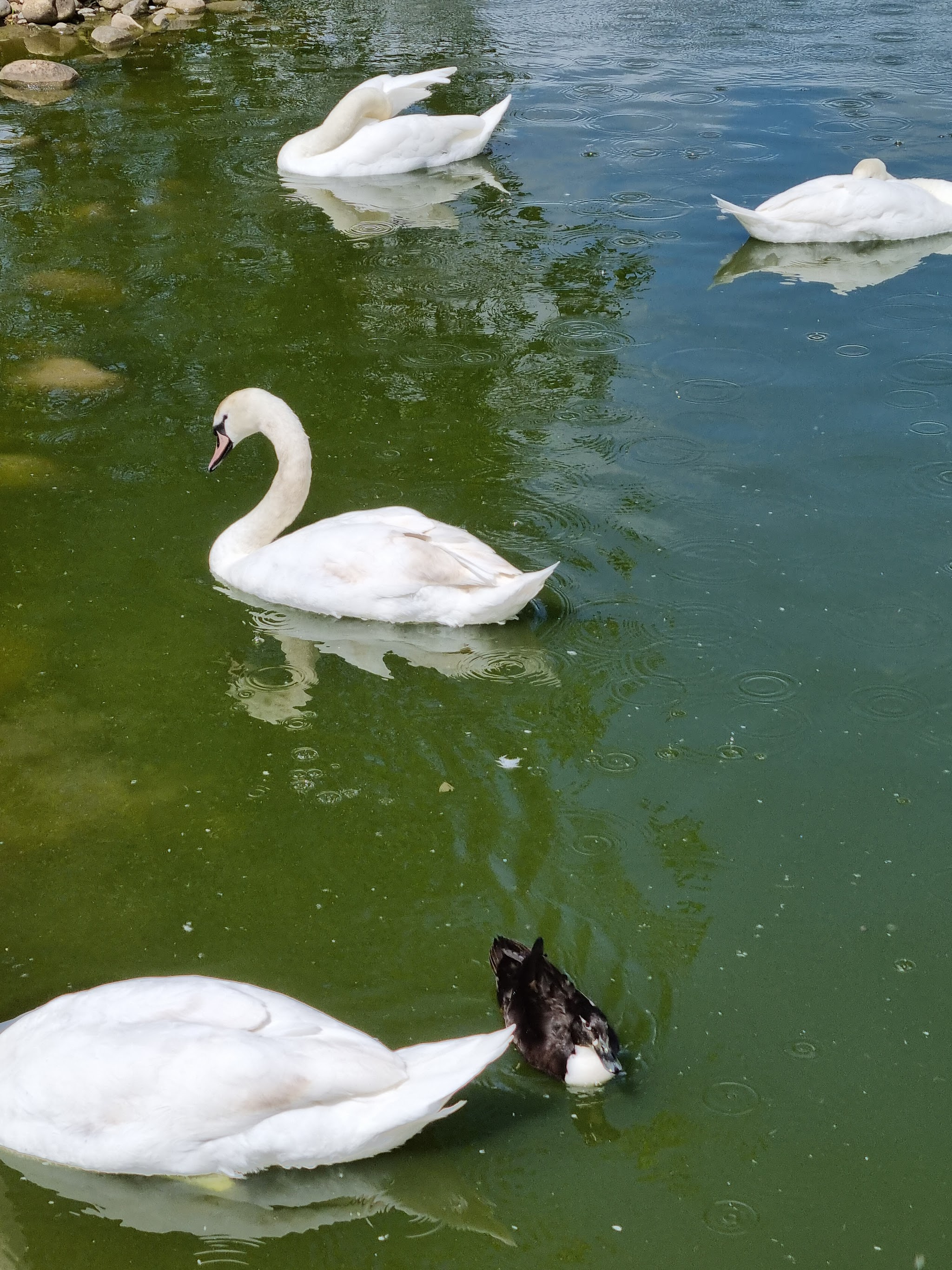 WWT Slimbridge | Hopsa