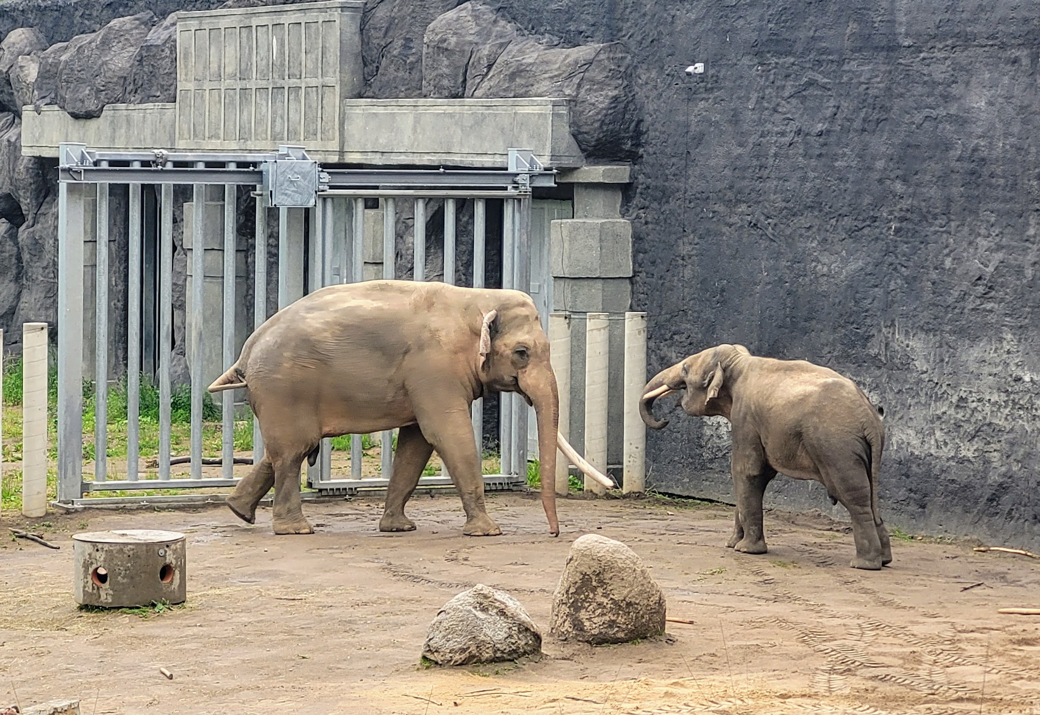 Orientarium ZOO Łódź | Hopsa