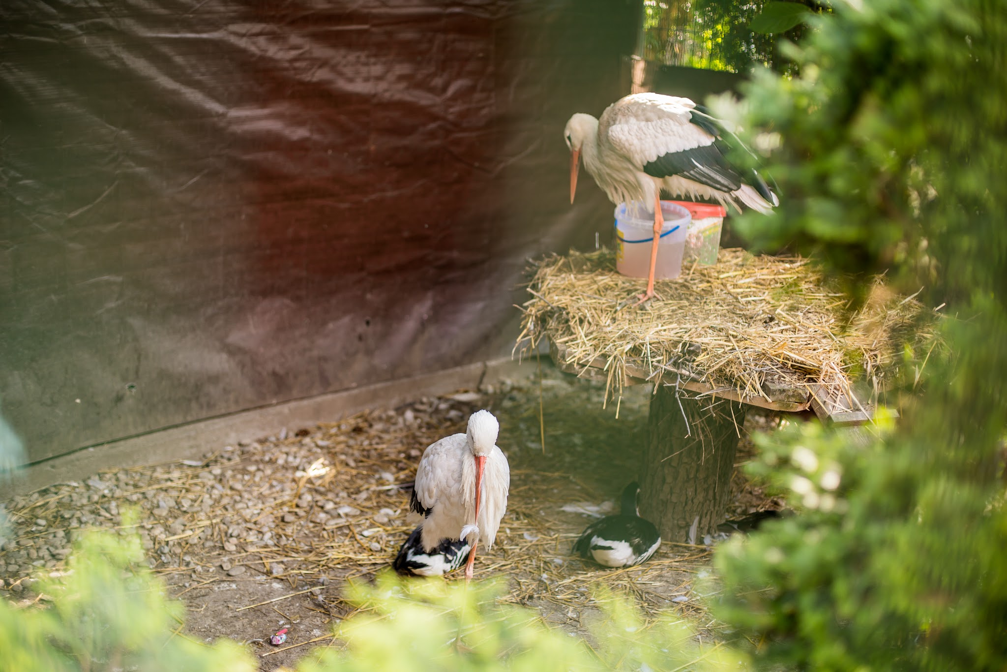 Park Pinokio dla dzieci | Hopsa