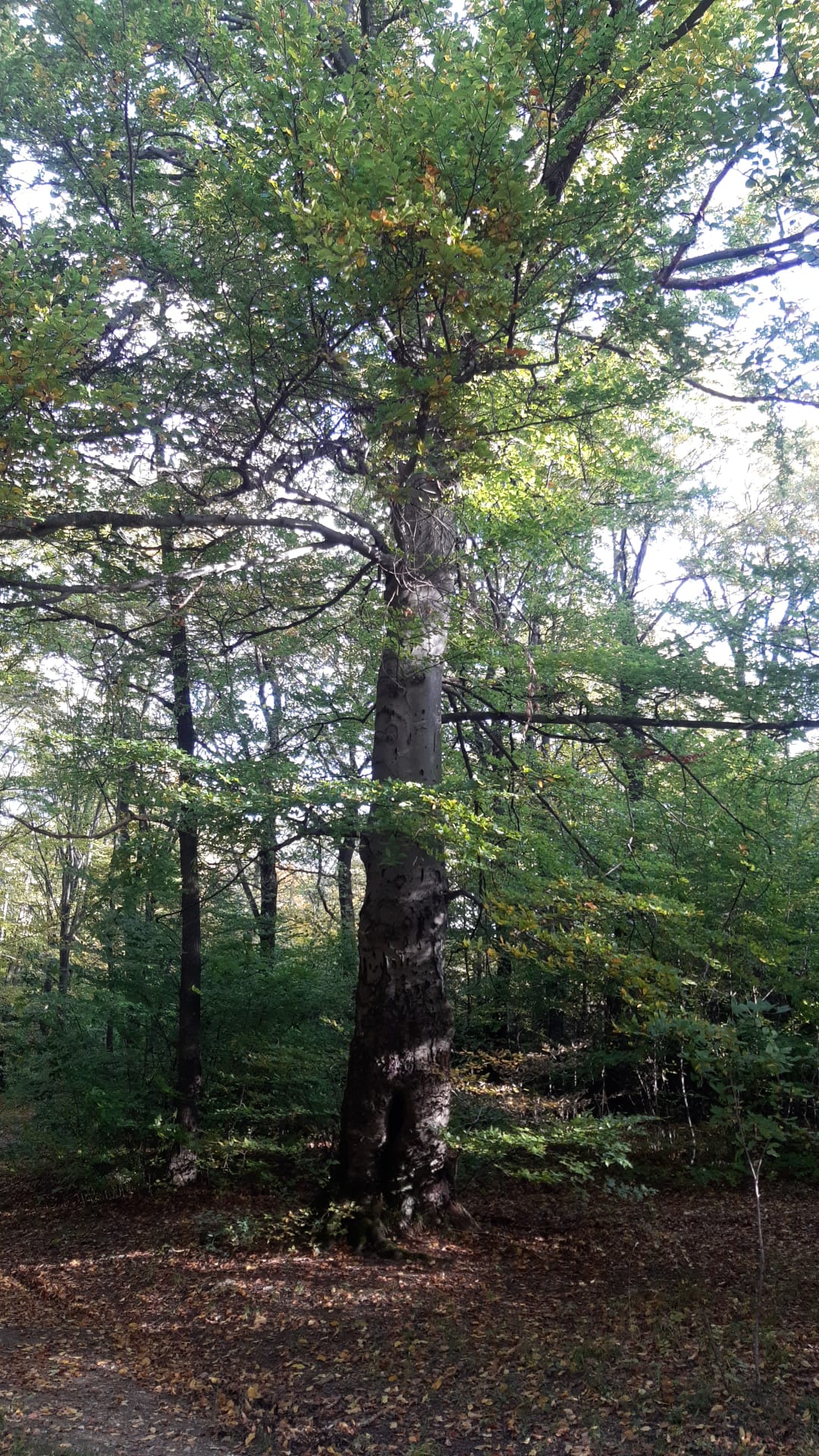 The Mighty Tree | Hopsa
