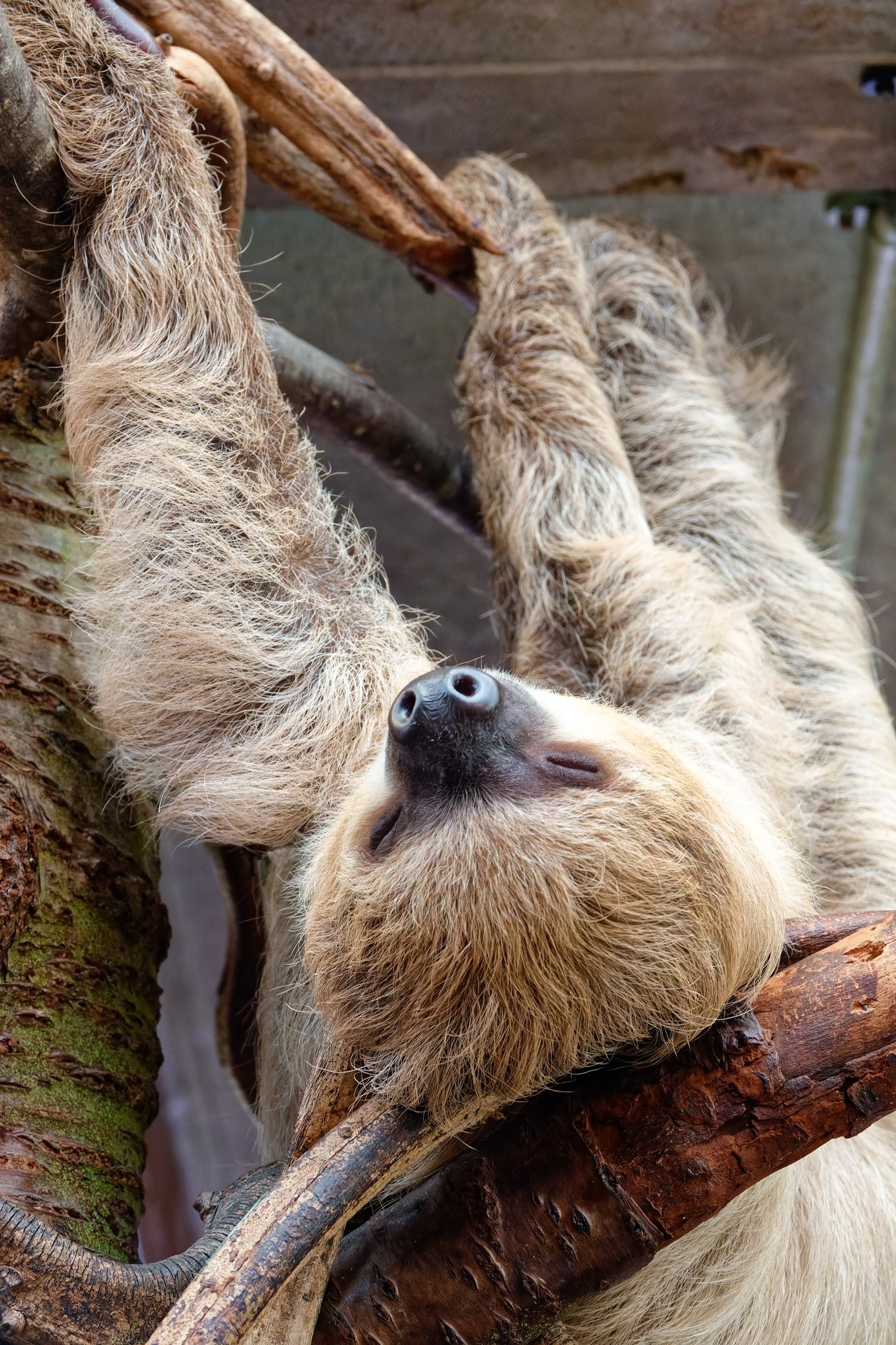 Rainforest Life | Hopsa