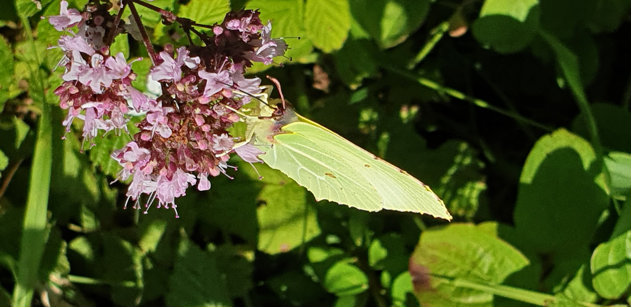 Farley Mount Country Park | Hopsa