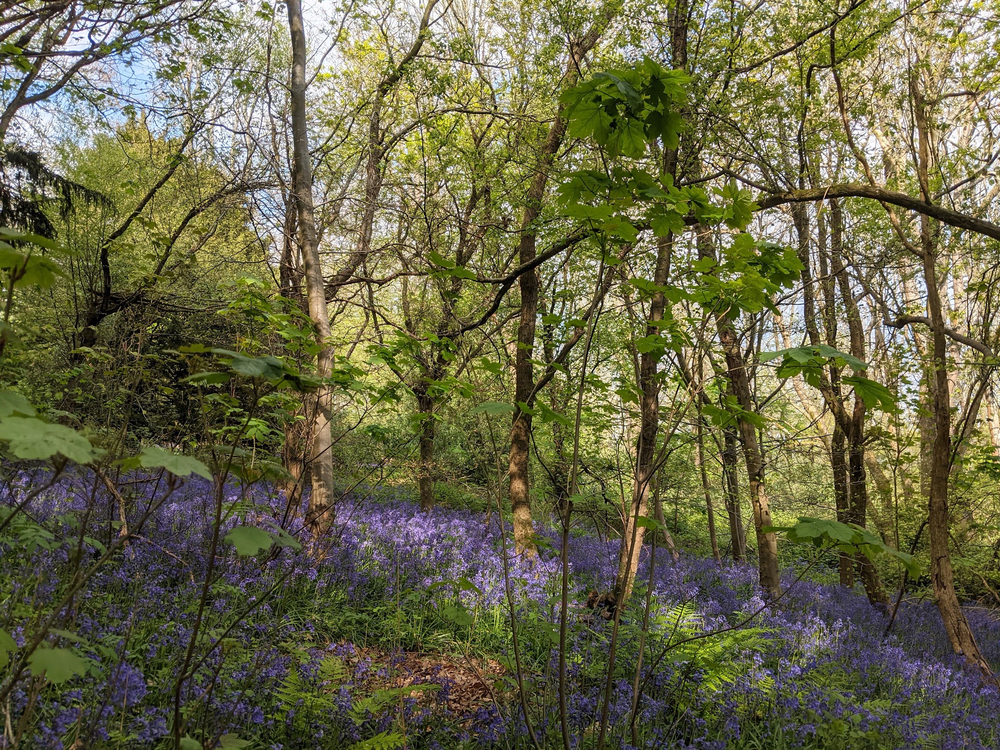 National Trust - Reigate Hill and Gatton Park | Hopsa